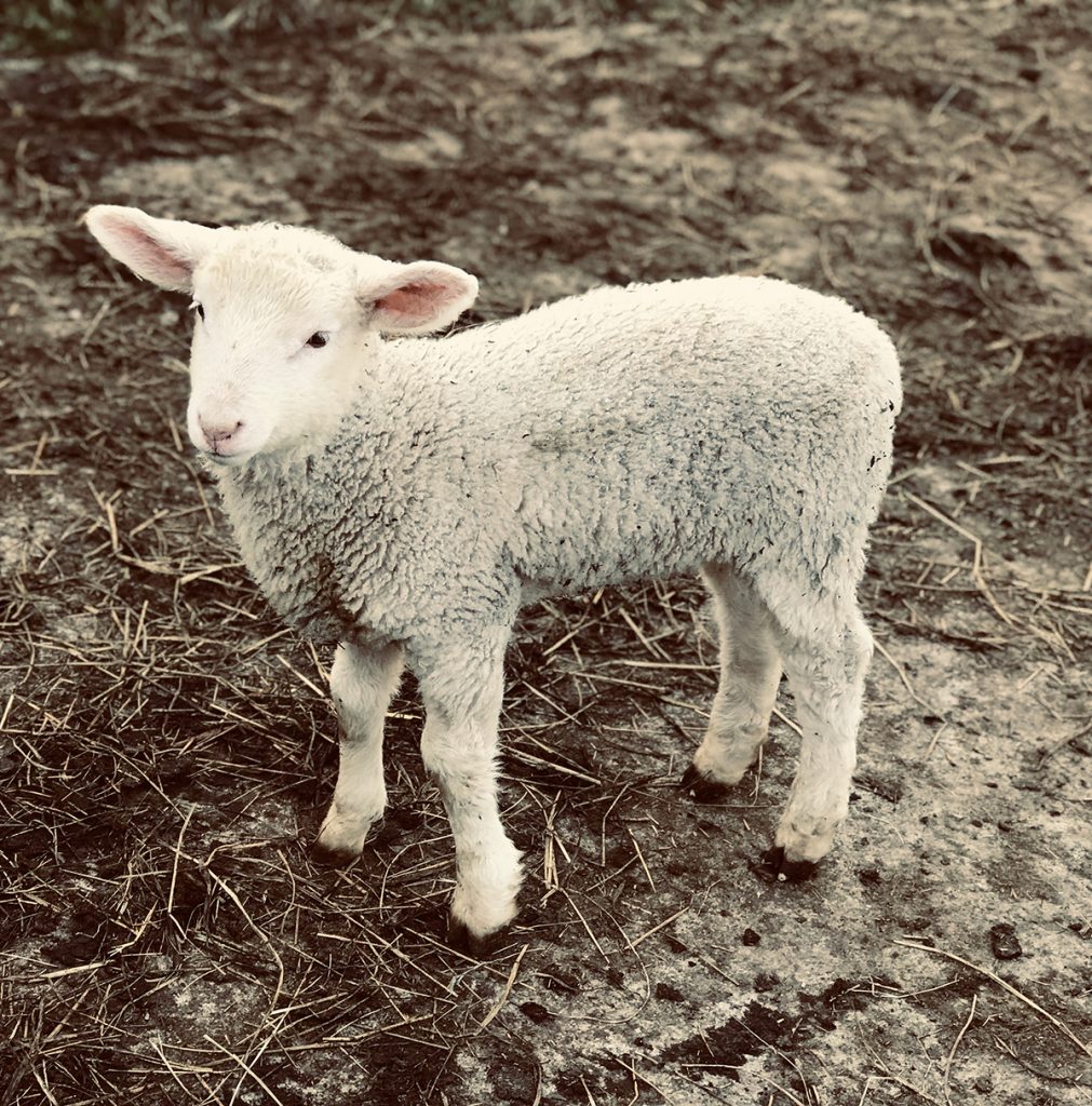 JCCFS | Shearing Day at Martha’s Farm & A Prize for All